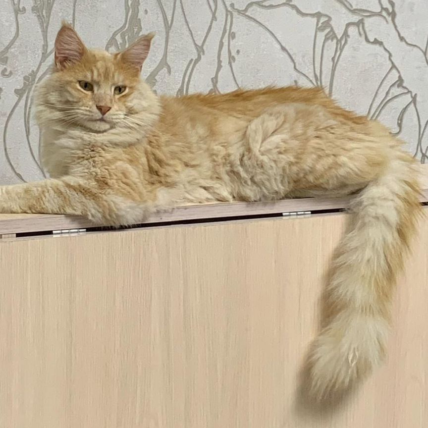 Потерялся кот