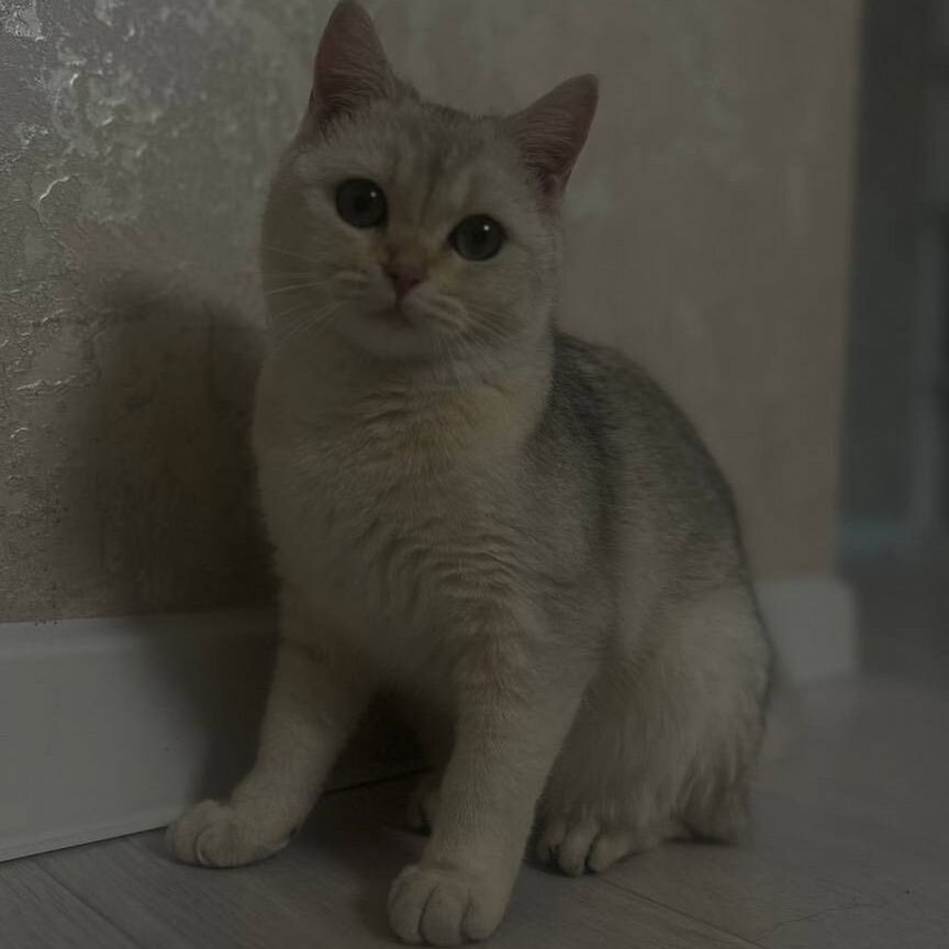 Британский короткошёрстный котёнок