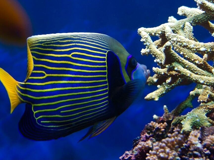 Ангел императорский