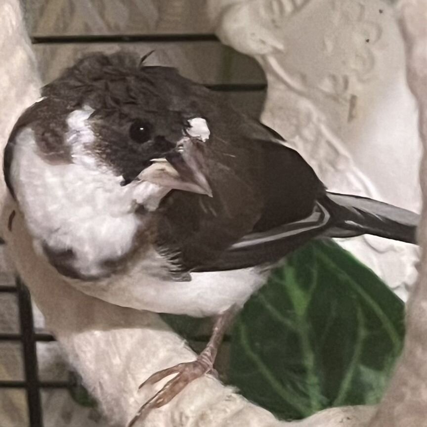 Японская амадина