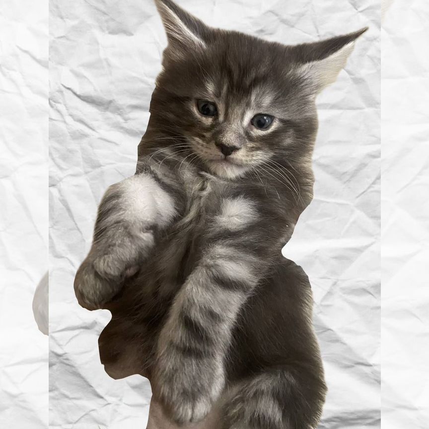 Мейн-кун котёнок