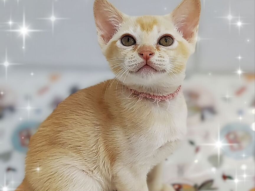 Бурманские котики