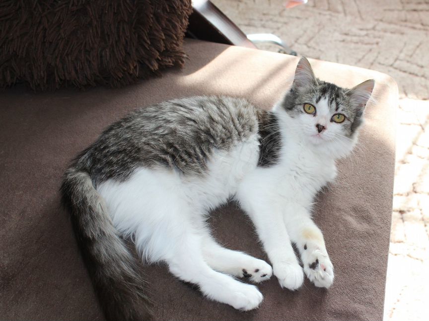 Джессика ищет хозяев