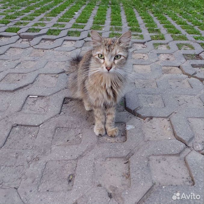 Маленькая кошечка выживает на парковке