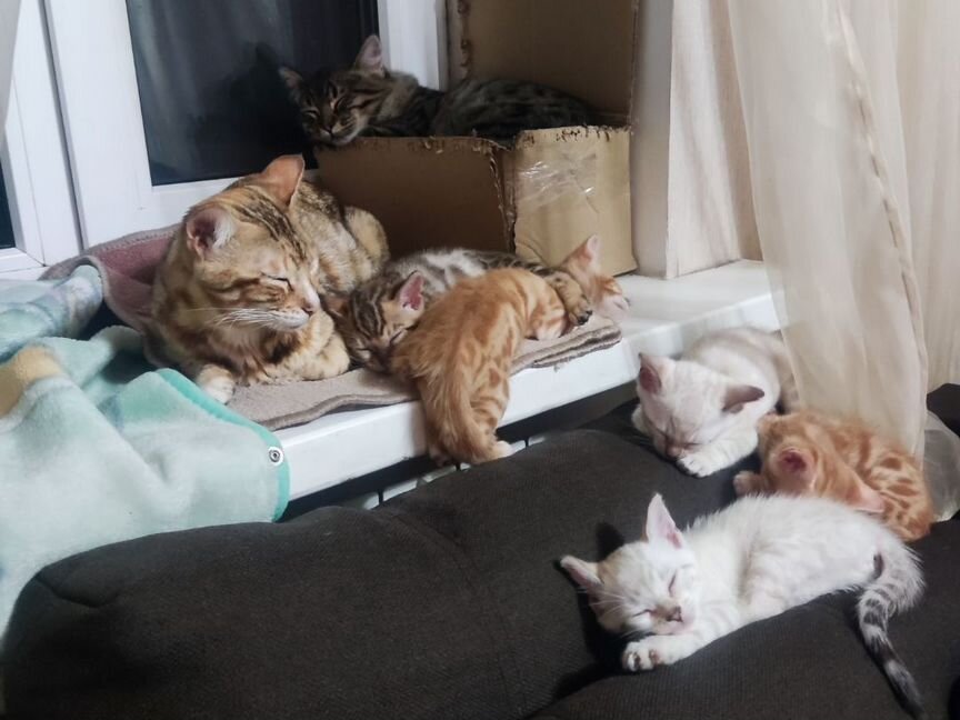 Бенгальские котята