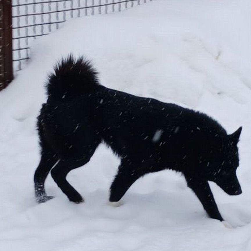 Русско-европейская лайка, взрослая собака