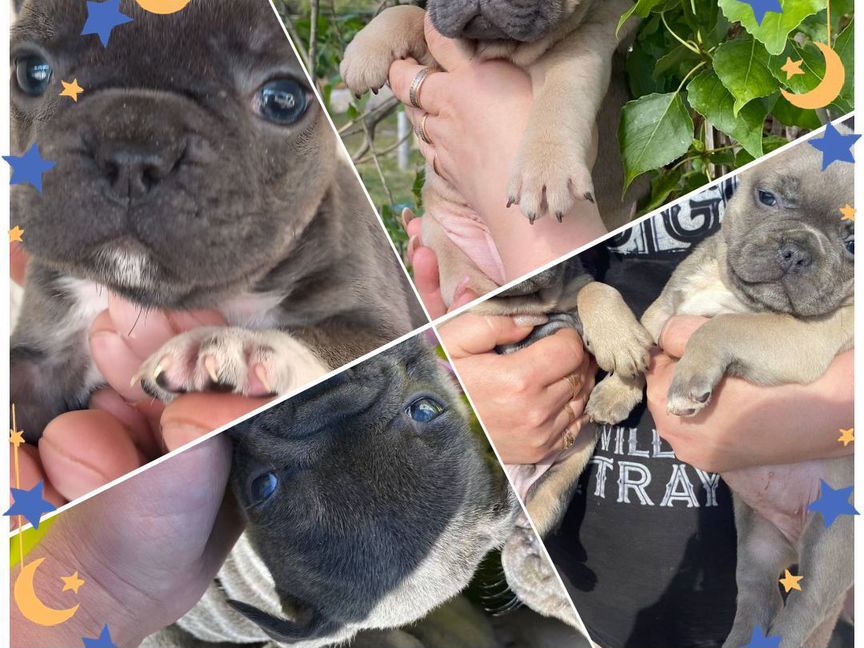 Французский бульдог