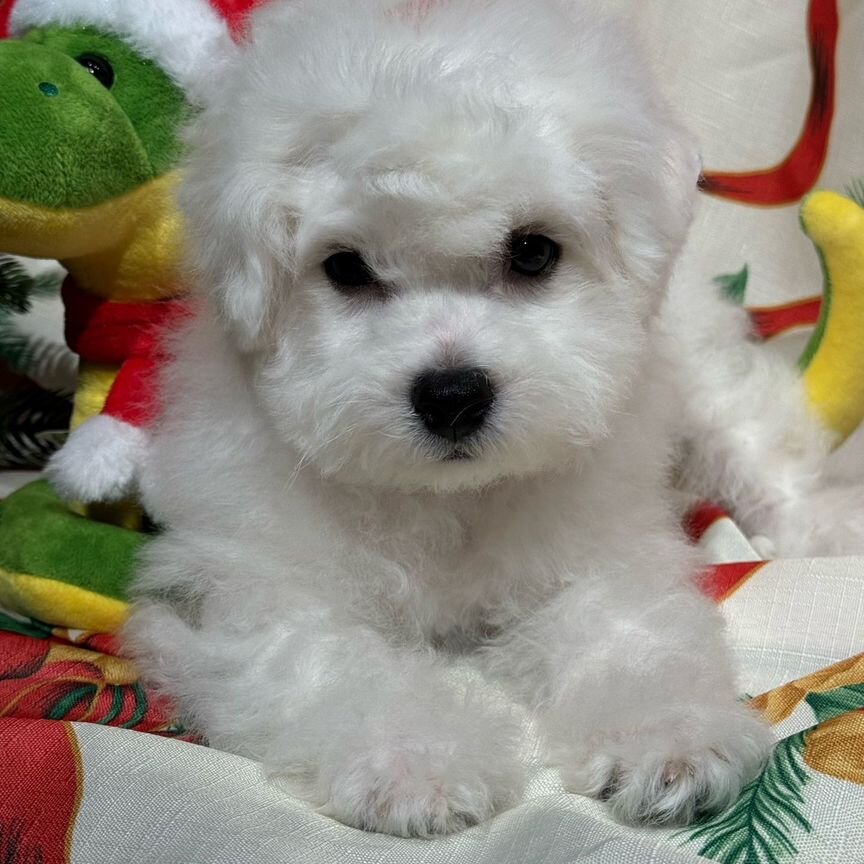 Щенок бишон фризе