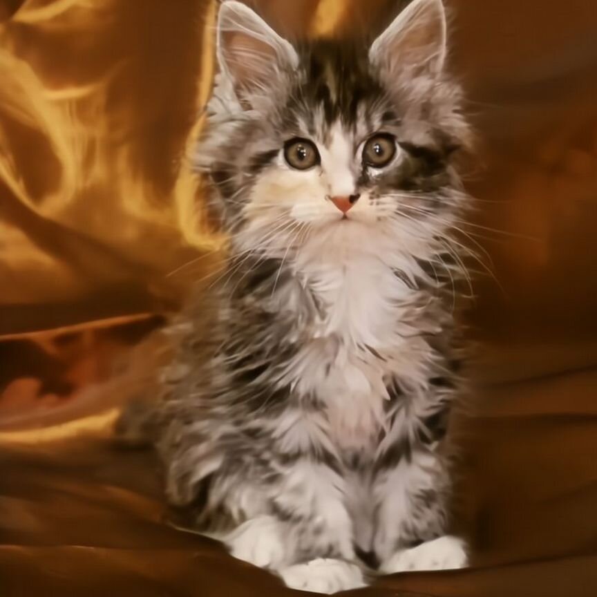 Мейн-кун котёнок