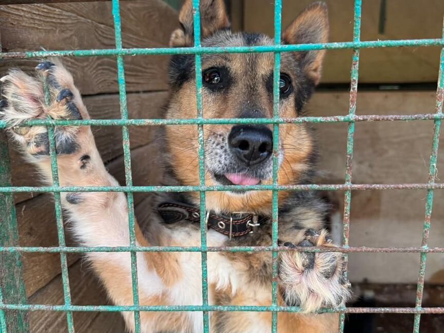 Собака, ищет дом. Спасите ее из приюта