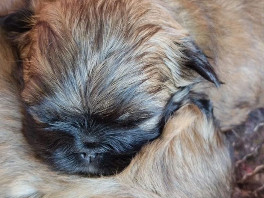 Щенок пекинеса