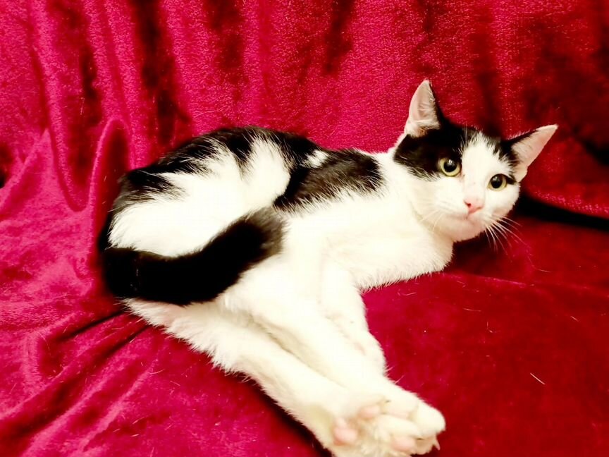 Бездомной Венере (4 месяца) очень нужен дом