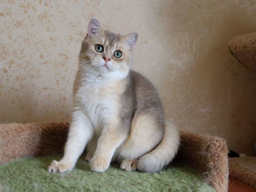 Голубая золотистая шиншилла котик