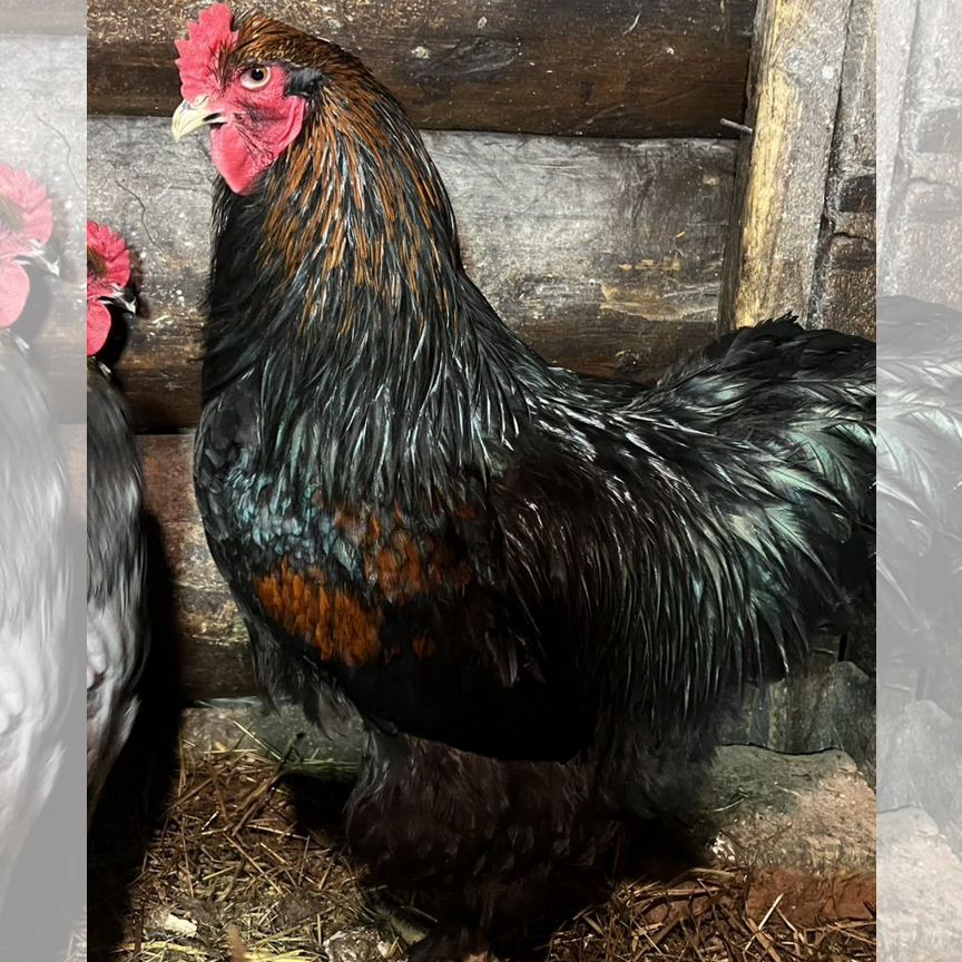 Петухи 6 месяцев