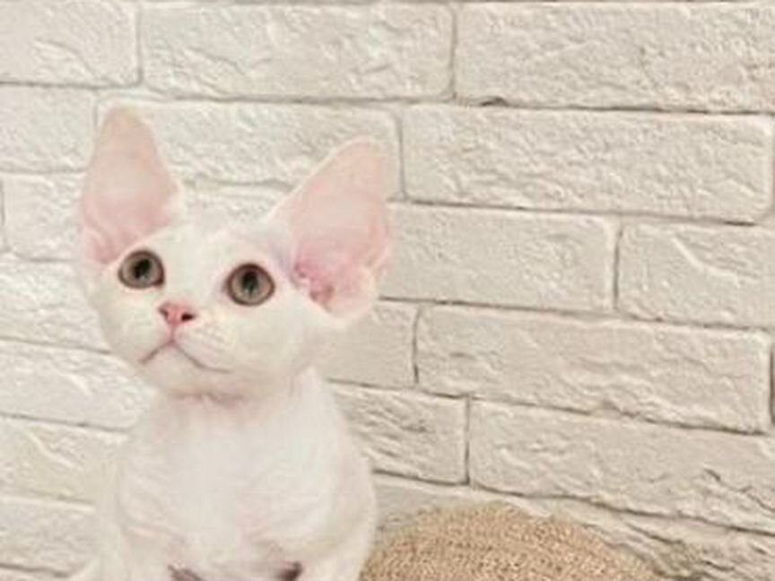Котята Девон Рекс девочка беленькая