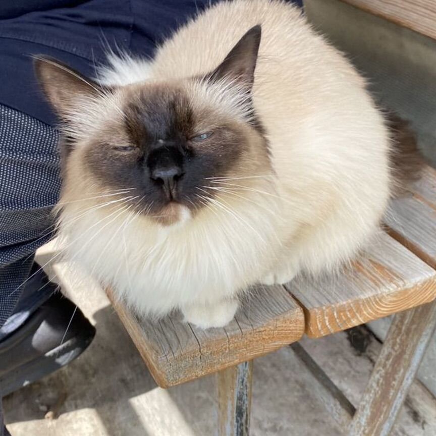 Сиамская, взрослая кошка