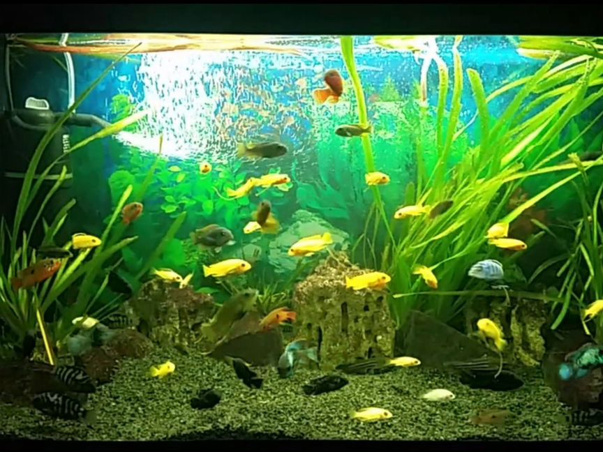 Аквариум 100 литров