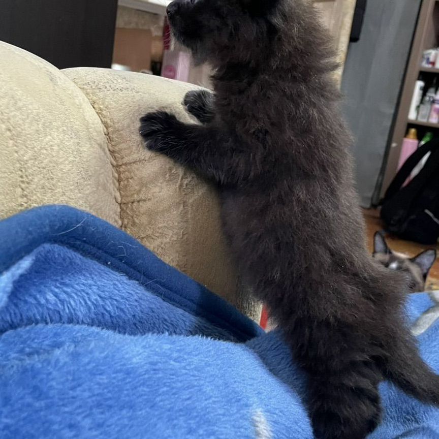 Котенок