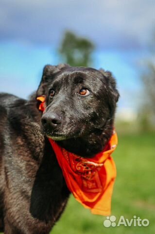 Длинноногая Моника, ей бы бегать по лужайке