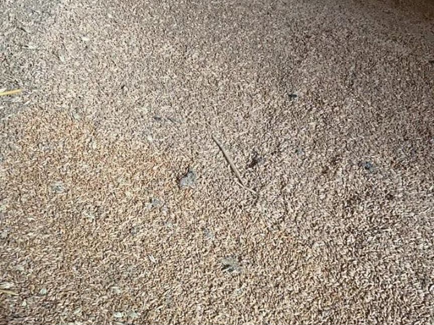 Сахарная свёкла, Кормовой овёс корма