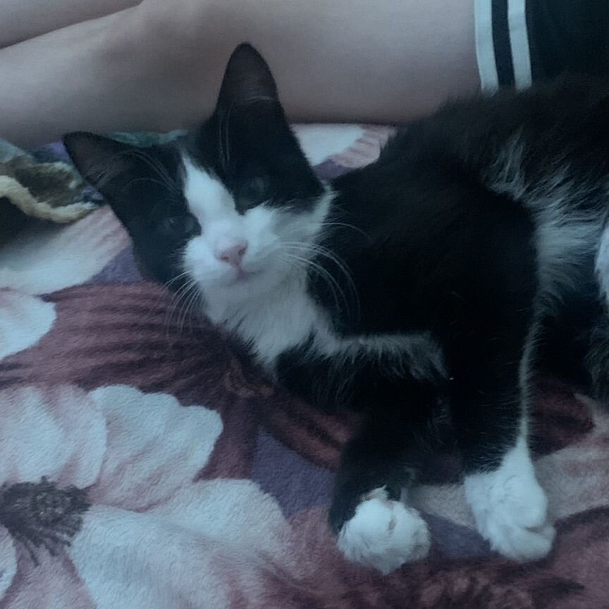 Отдам кота в добрые руки