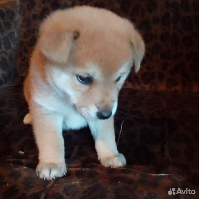 Щенки сиба ину