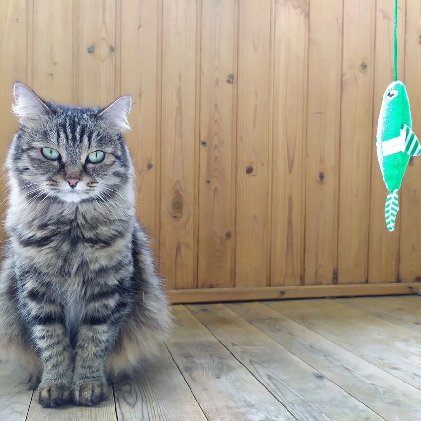 Потерялась кошка