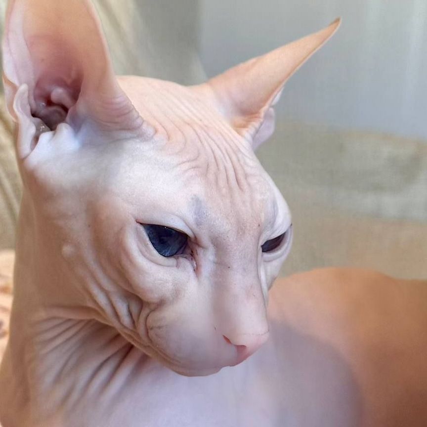 Донской сфинкс, взрослый кот