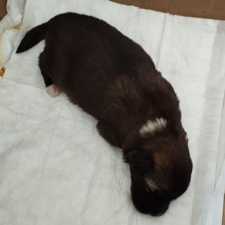 Щенки в добрые руки