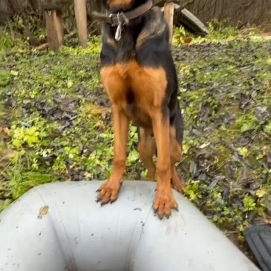 Немецкая овчарка, щенок