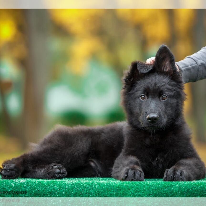 Немецкая овчарка, щенок