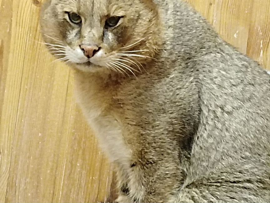 Чаузи Ф1 девочка (скоро 1 мес)