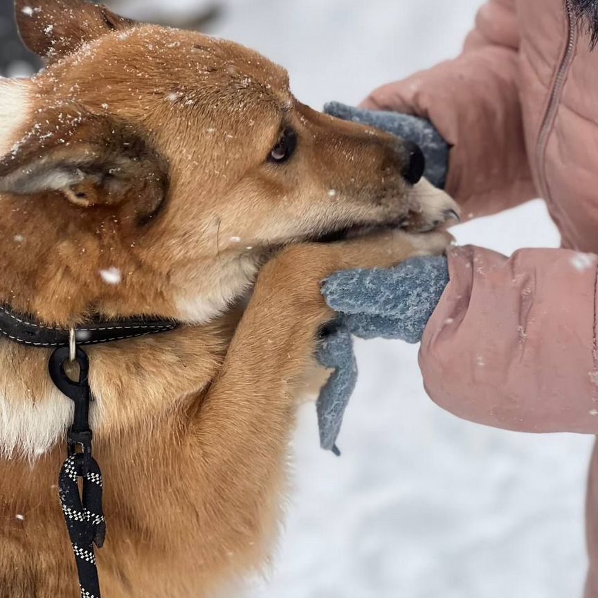 Взрослый пёс в добрые руки