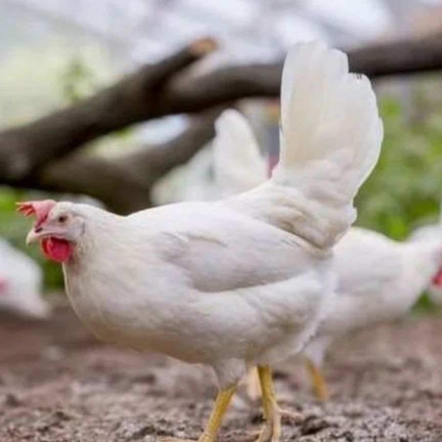 Куры несушки в каждый двор