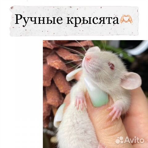 Дамбо крысы, крысята, крыса. Питомник