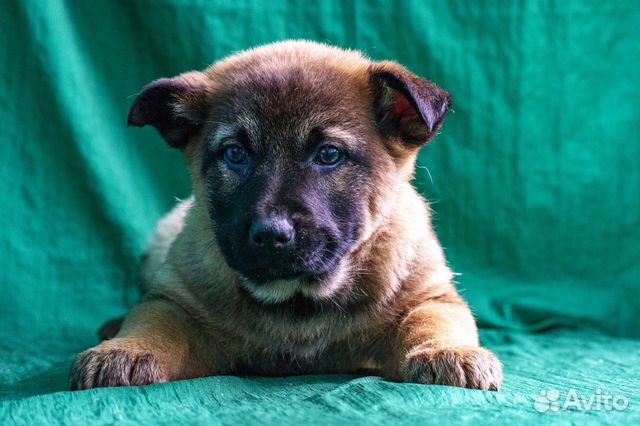 Ушки бантиком, бровки домиком