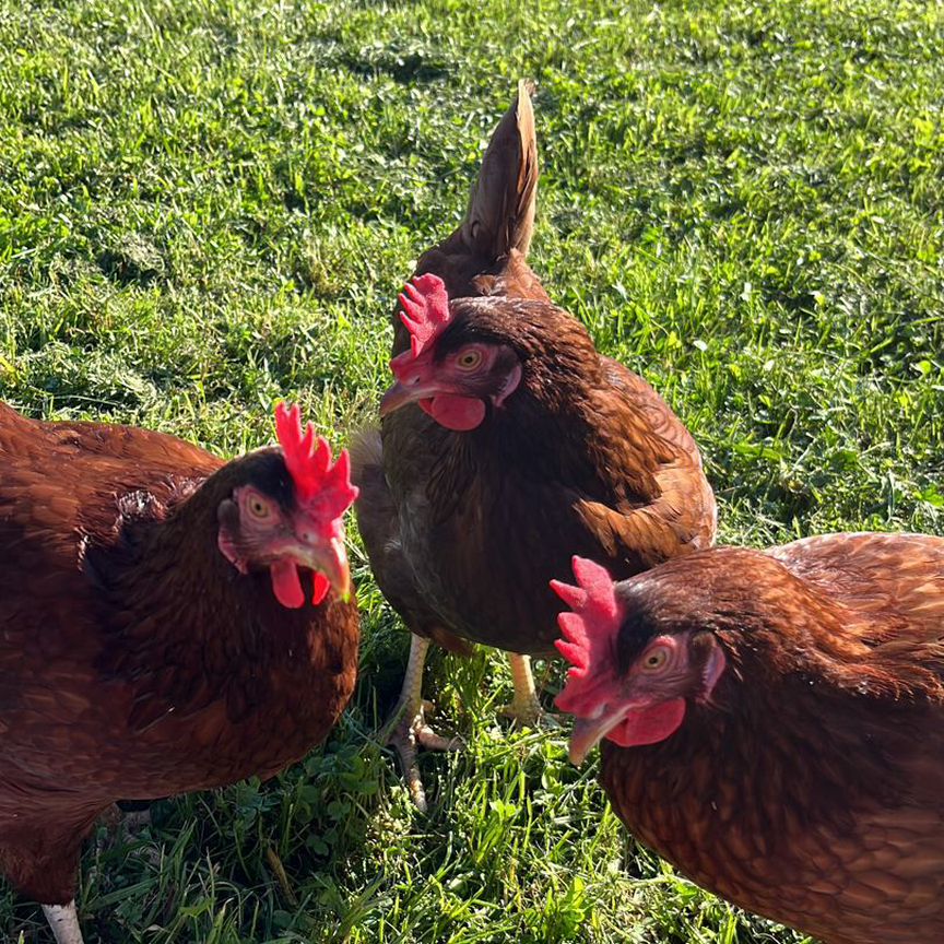 Куры несушки Браун ник