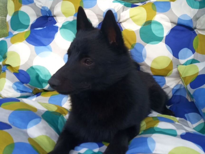 Собака ищет дом