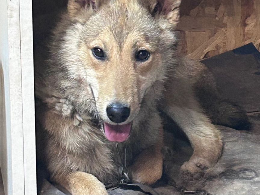 Пятюня в поисках дома