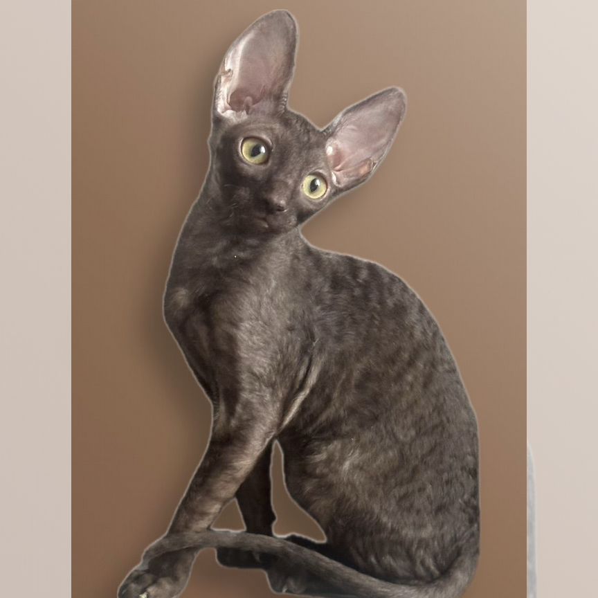 Шоколадный котенок корниш рекс