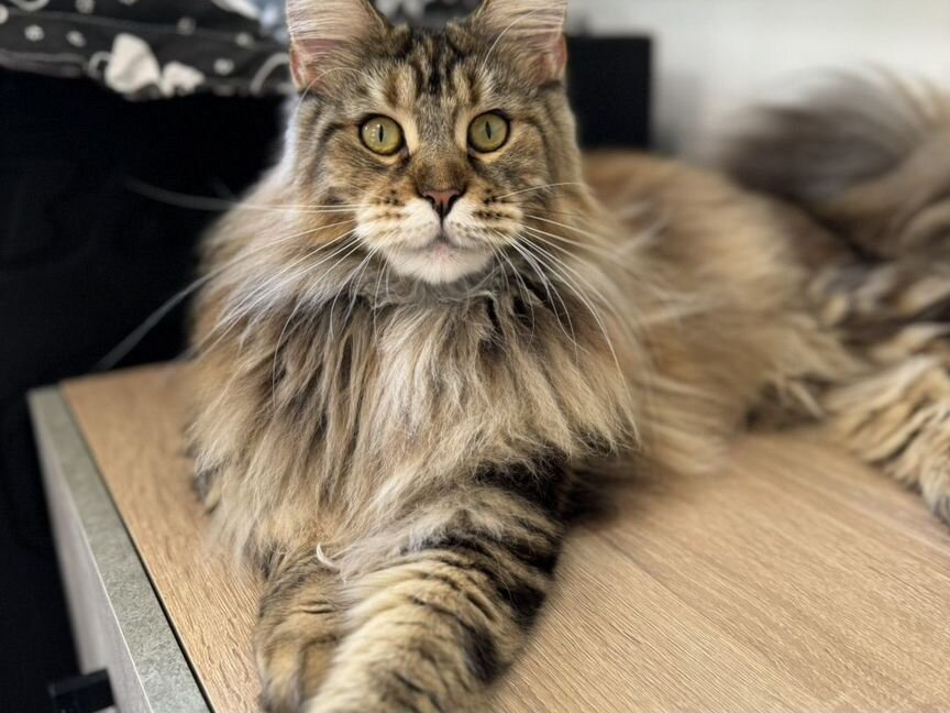 Мейн-кун кошечка