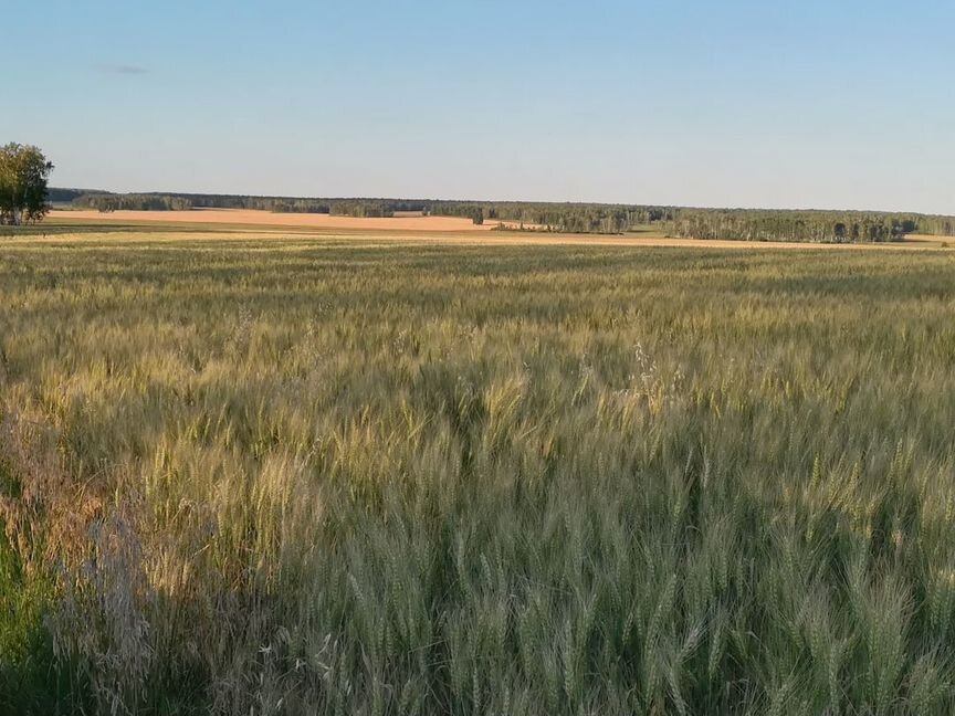 Продам зерно