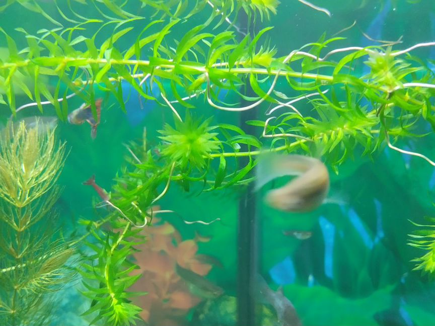 Аквариумные растения