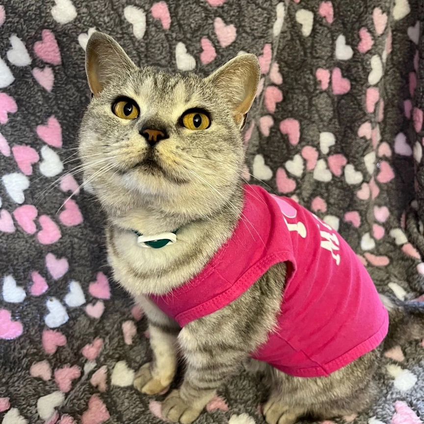 Кошка Шанти