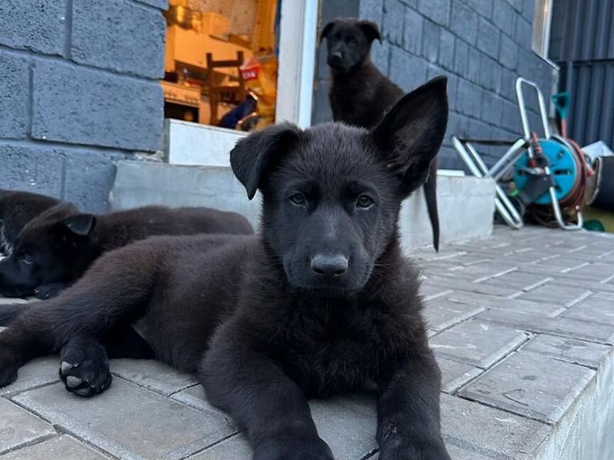 Щенки Восточноевропейской овчарки черные