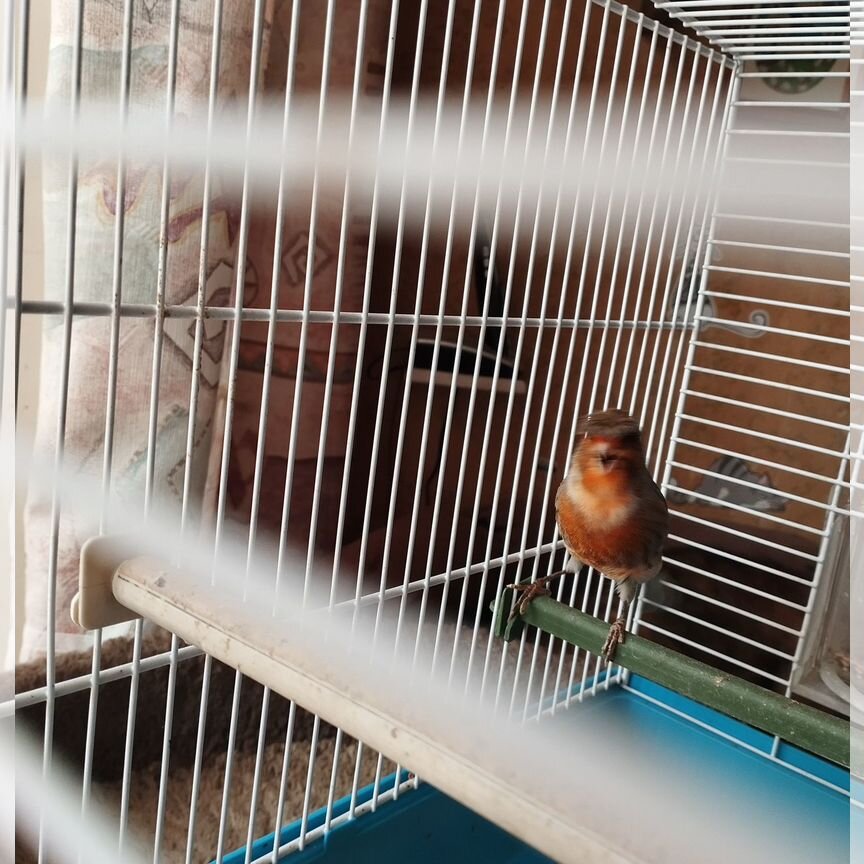 Канарейка самец