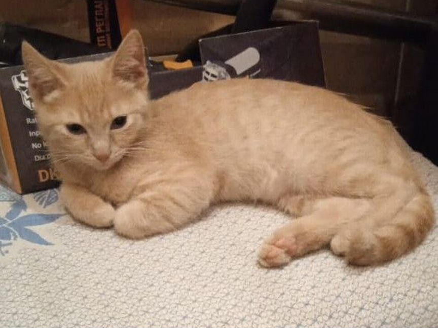 Рыжий котенок