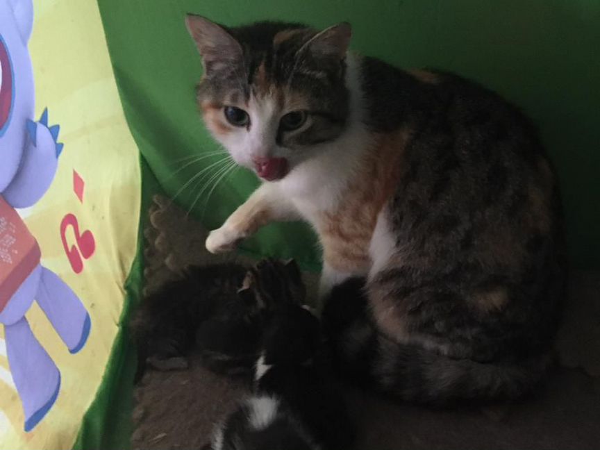 Котята в добрые руки бесплатно