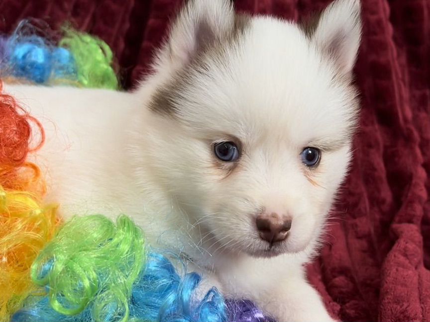 Белая девочка Помски