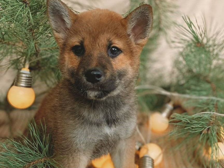 Мини-акита порода сиба